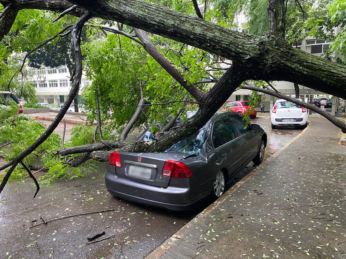 Árvore cai em cima de carro e causa prejuízo na Asa Norte em Brasília
