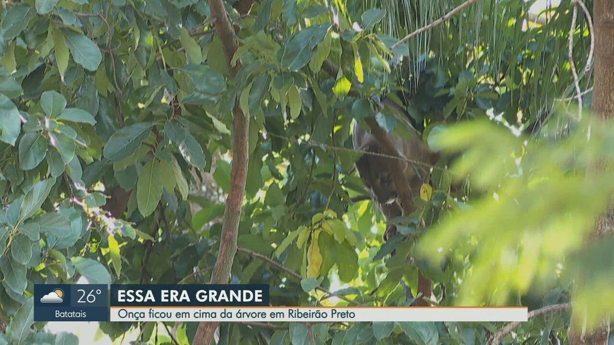 Onça parda é resgatada de árvore em bairro da zona leste de Ribeirão Preto SP Ribeirão Preto