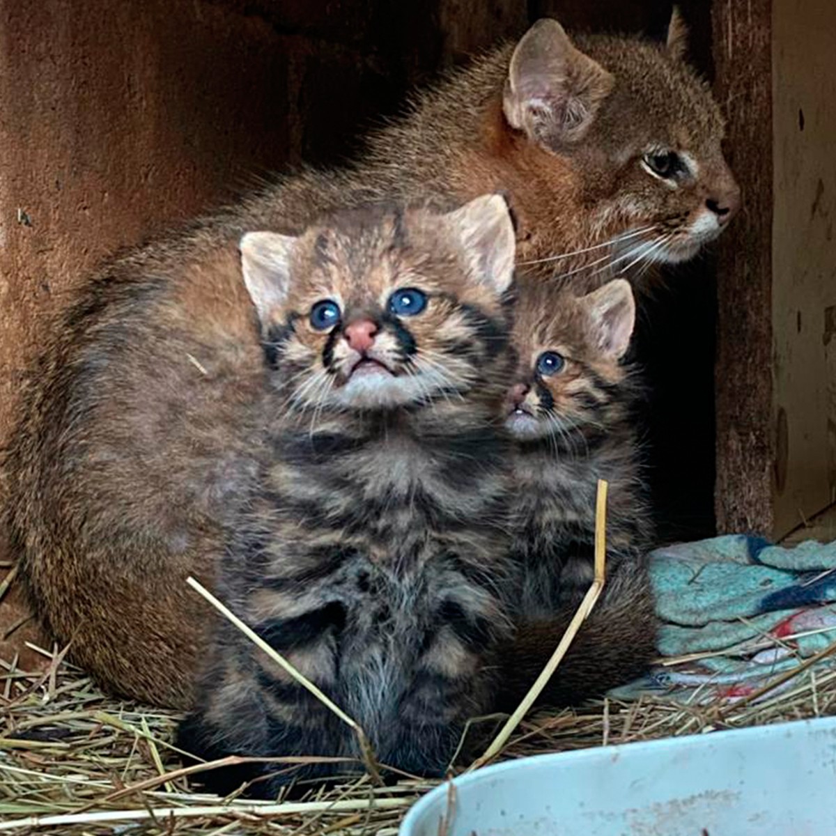 Filhotes de gato palheiro espécie ameaçada de extinção nascem em