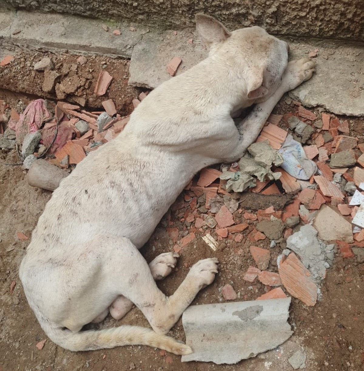 Cachorro da raça pitbull é encontrado em situação de maus tratos dona