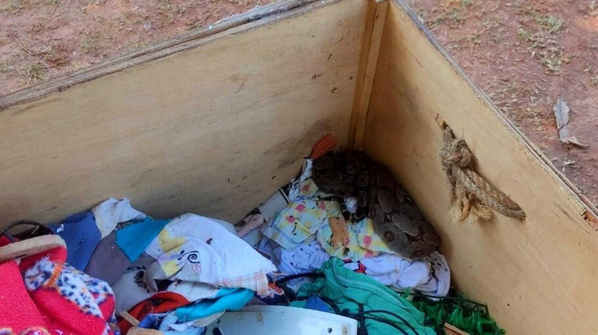 Moradora Encontra Jiboia De 1 5m Em Caixa Roupas No Centro De