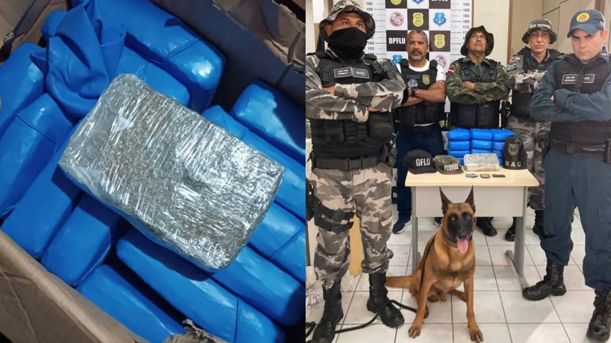 Drogas são apreendidas após serem achadas por cão farejador e policiais em barco no Pará Pará G