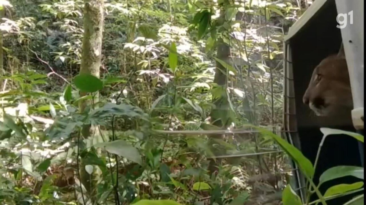 Onça parda encontrada em cima de árvore é solta na natureza veja o vídeo Sorocaba e Jundiaí G