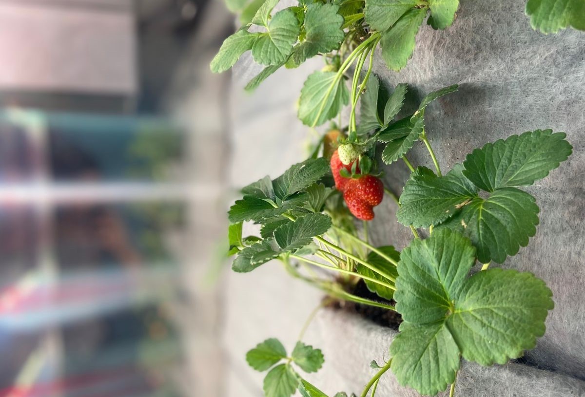 Pesquisadores da USP criam método para plantar morangos na Lua e em