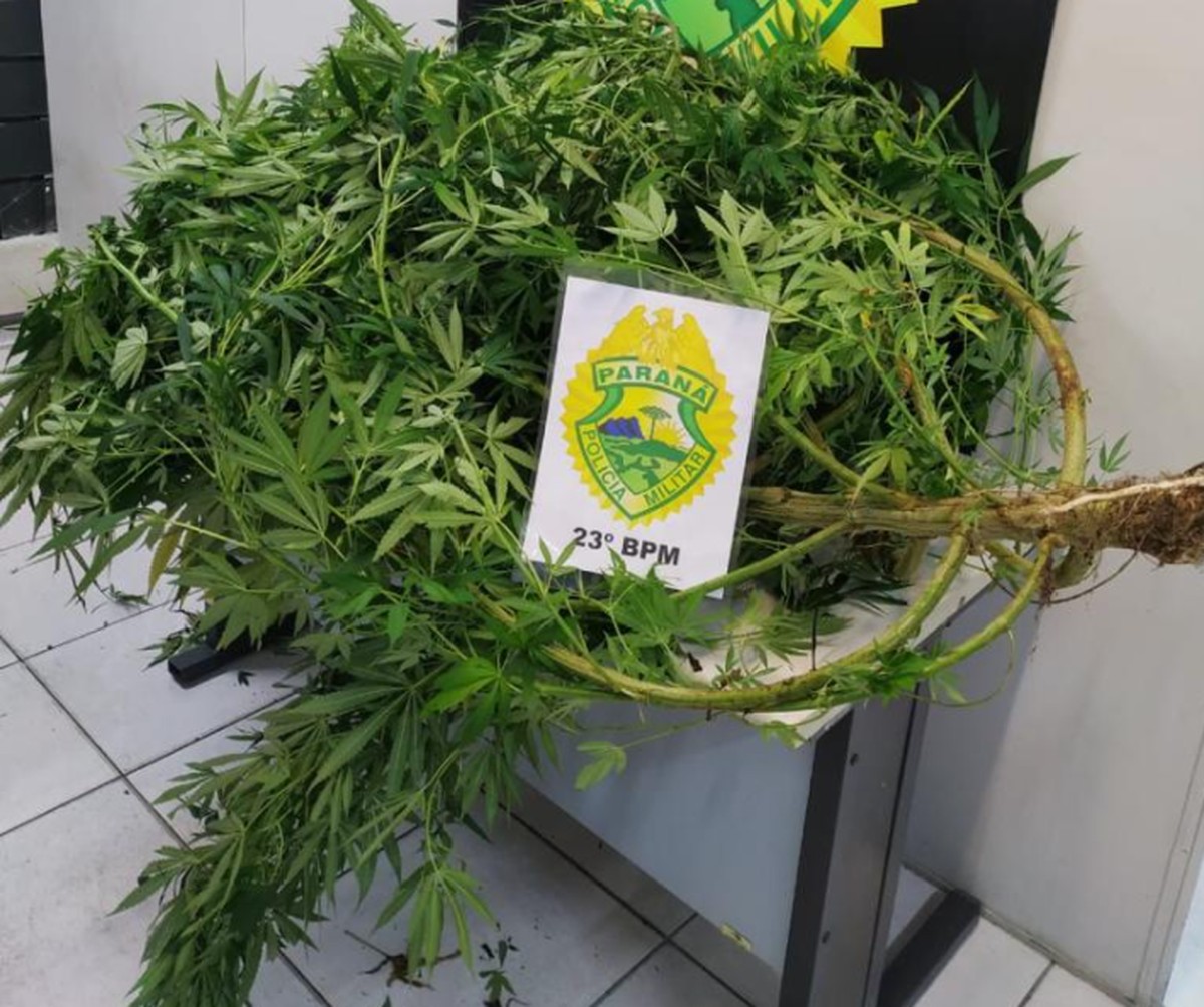 Homem é preso suspeito de cultivar maconha em casa em Curitiba diz polícia Paraná G