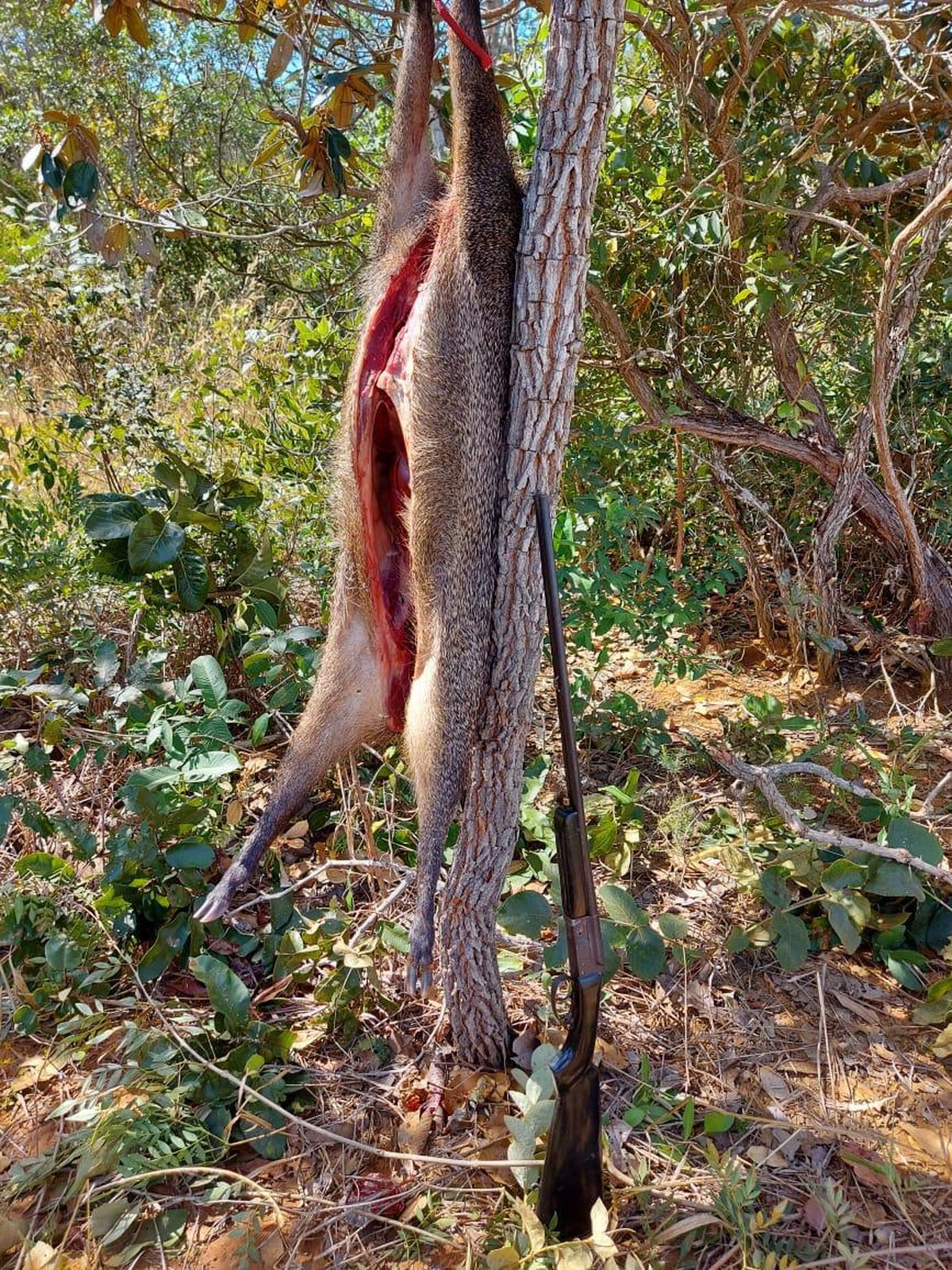 Cateto abatido em caça ilegal e cachorros presos em gaiola são