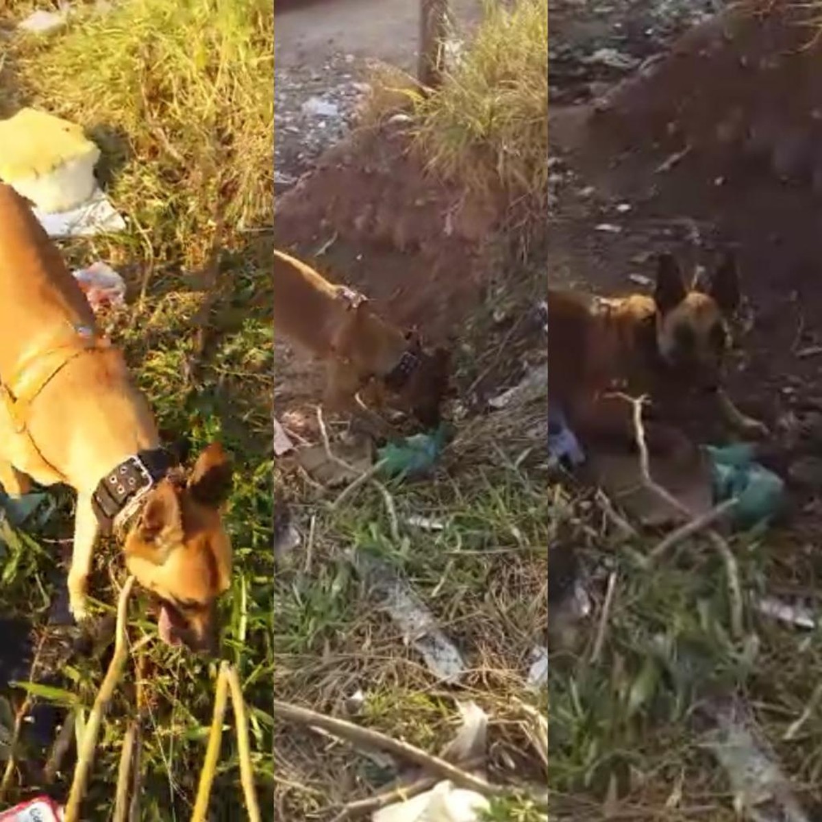 Vídeo mostra momento em que cão farejador acha sacola drogas em Jundiaí Sorocaba e Jundiaí