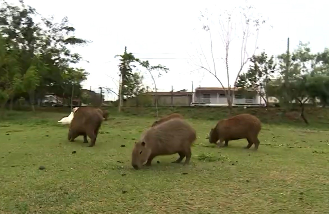 Febre maculosa prefeituras da região de Piracicaba alertam sobre locais de risco de contágio
