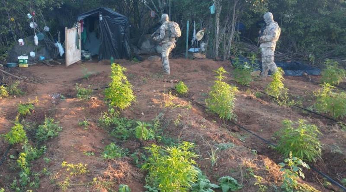 Plantio 180 mil pés de maconha é localizado pela polícia no Cariri