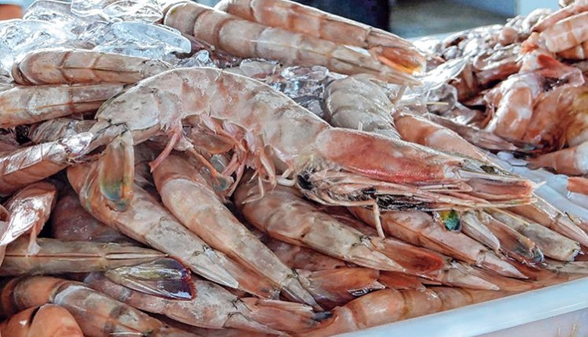 Período de defeso do camarão começa neste domingo pescadores já podem