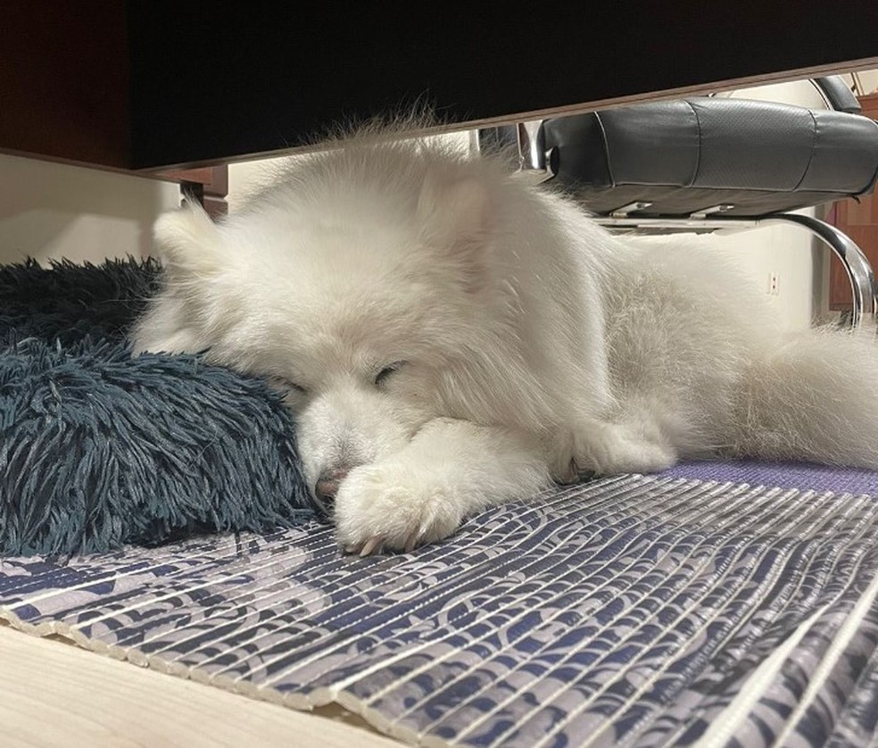 Morre Allanis, cachorra que inspirou leis de proteção animal na ALESC ...