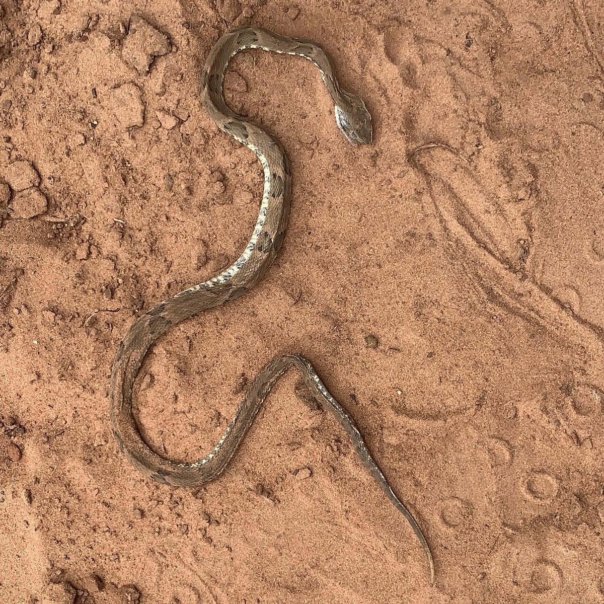 Com ou sem sorte? Em questão de minutos, homem leva mordida de cavalo e ...