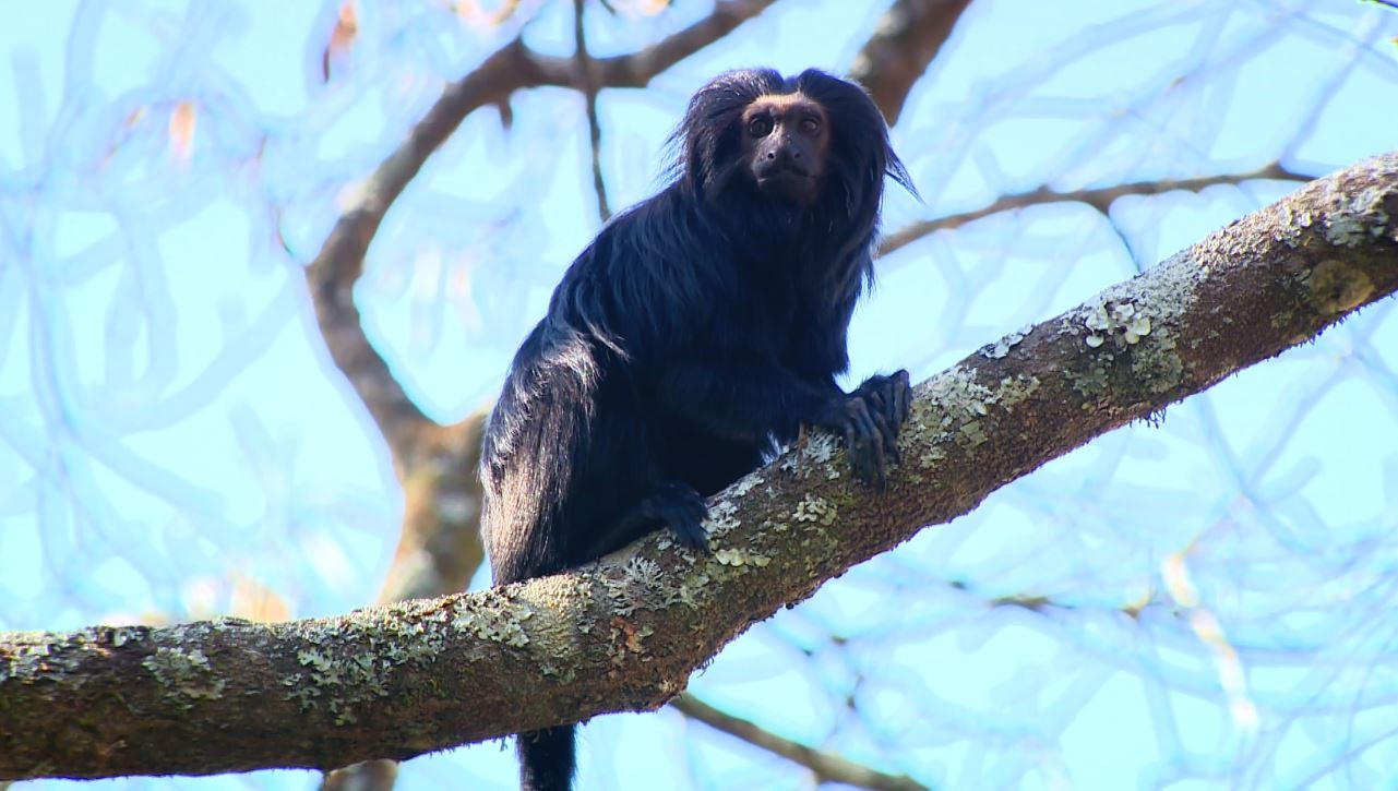 Brasil é casa para as únicas espécies de micos-leões do mundo; conheça ...