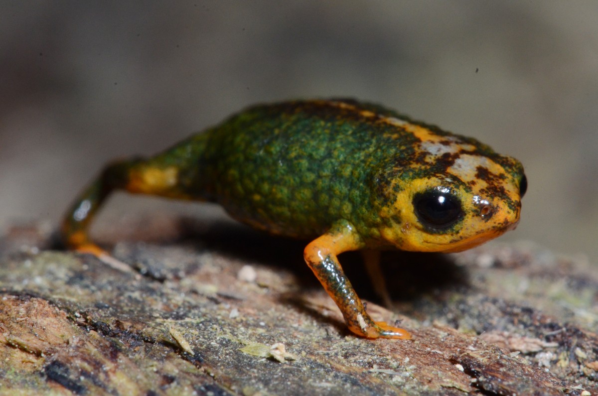 Nova espécie de sapinho-pingo-de-ouro é descoberta na Serra do ...