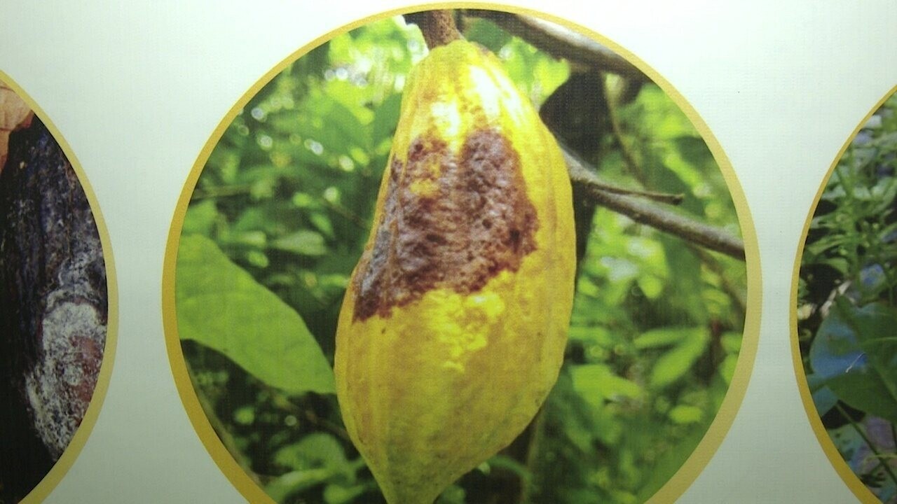 Idaf capacita técnicos para identificar e combater a Monilíase no Acre ...