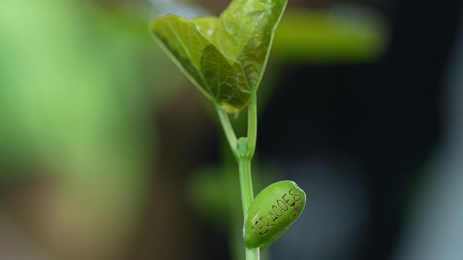 “Gerações” da Cooxupé leva protocolo de sustentabilidade na produção | G1