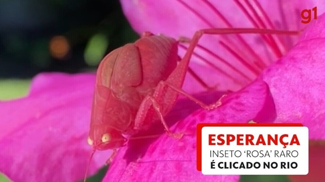 Publicitária faz clique raríssimo de inseto rosa no RJ: ‘Parece ...