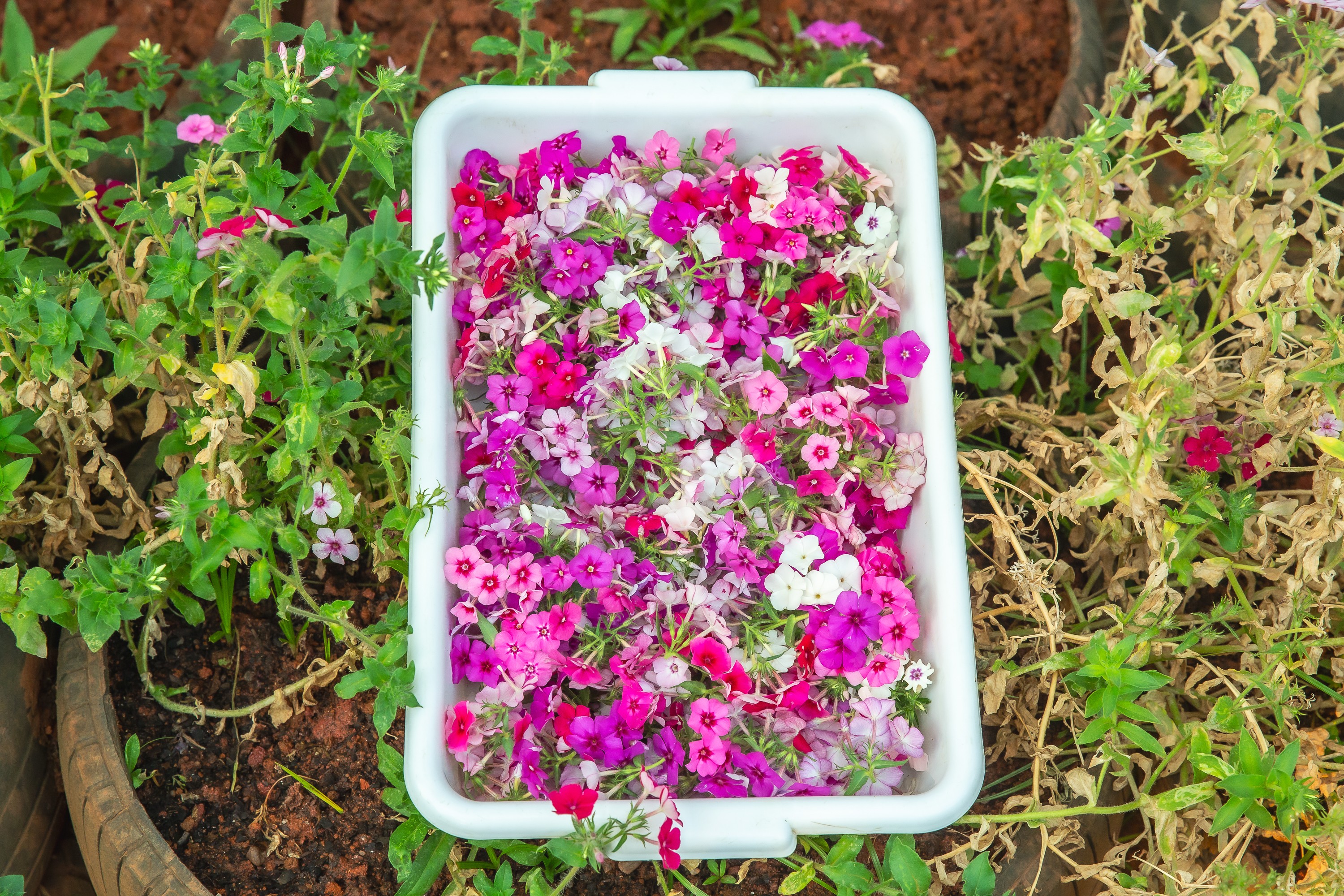 80% das flores são comestíveis: aprenda a fazer receita chique com ...