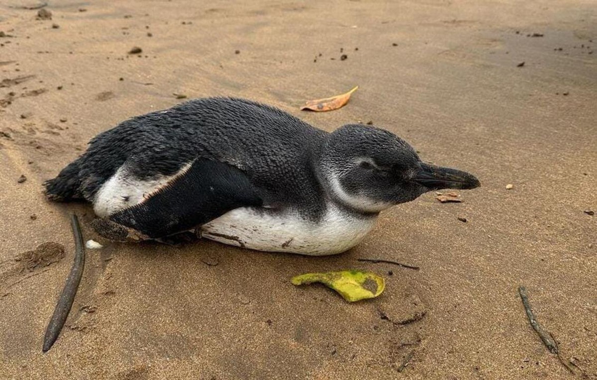 VÍDEO: Filhote de pinguim é resgatado debilitado em praia do ES | Sul ...