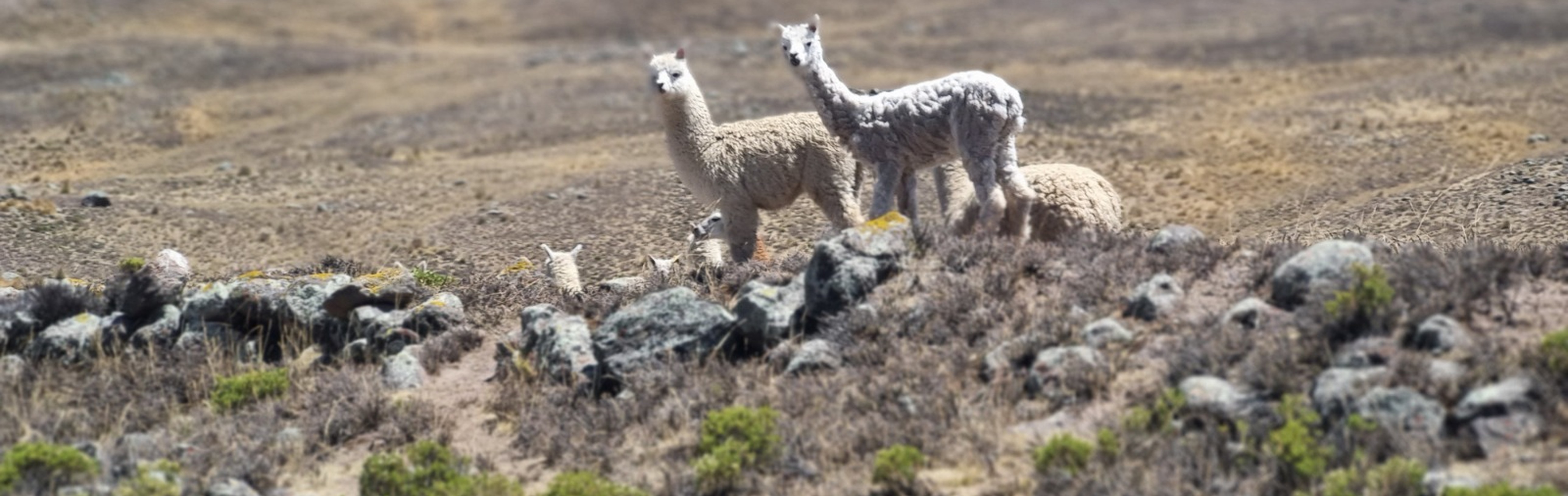 Expedição Mismi: conheça Arequipa, cidade peruana que é ponto de ...