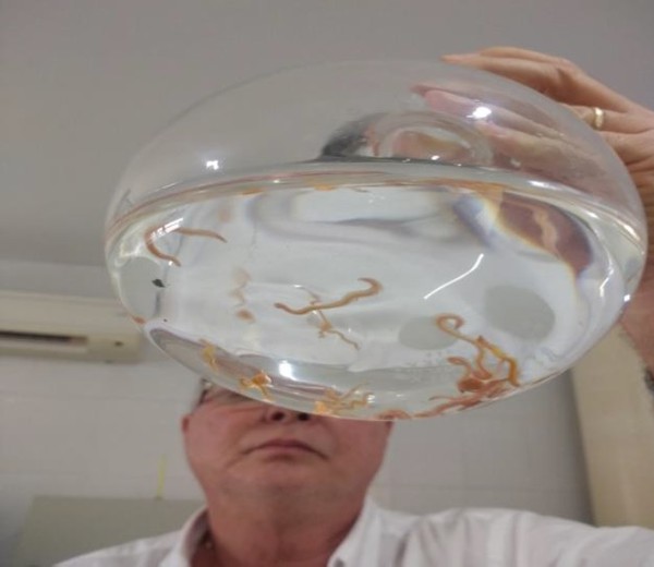 Vermes Parasitas Na Agua Os Vermes E Parasitas São Organismos Que, Ao