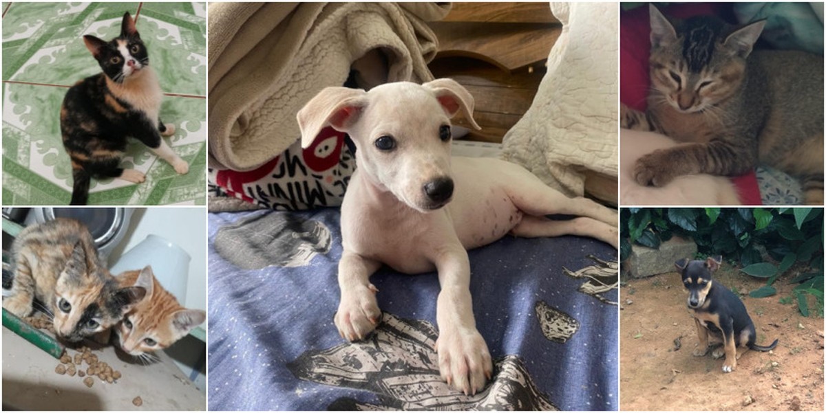 Após matança de animais em Laje do Muriaé, protetores realizam campanha ...