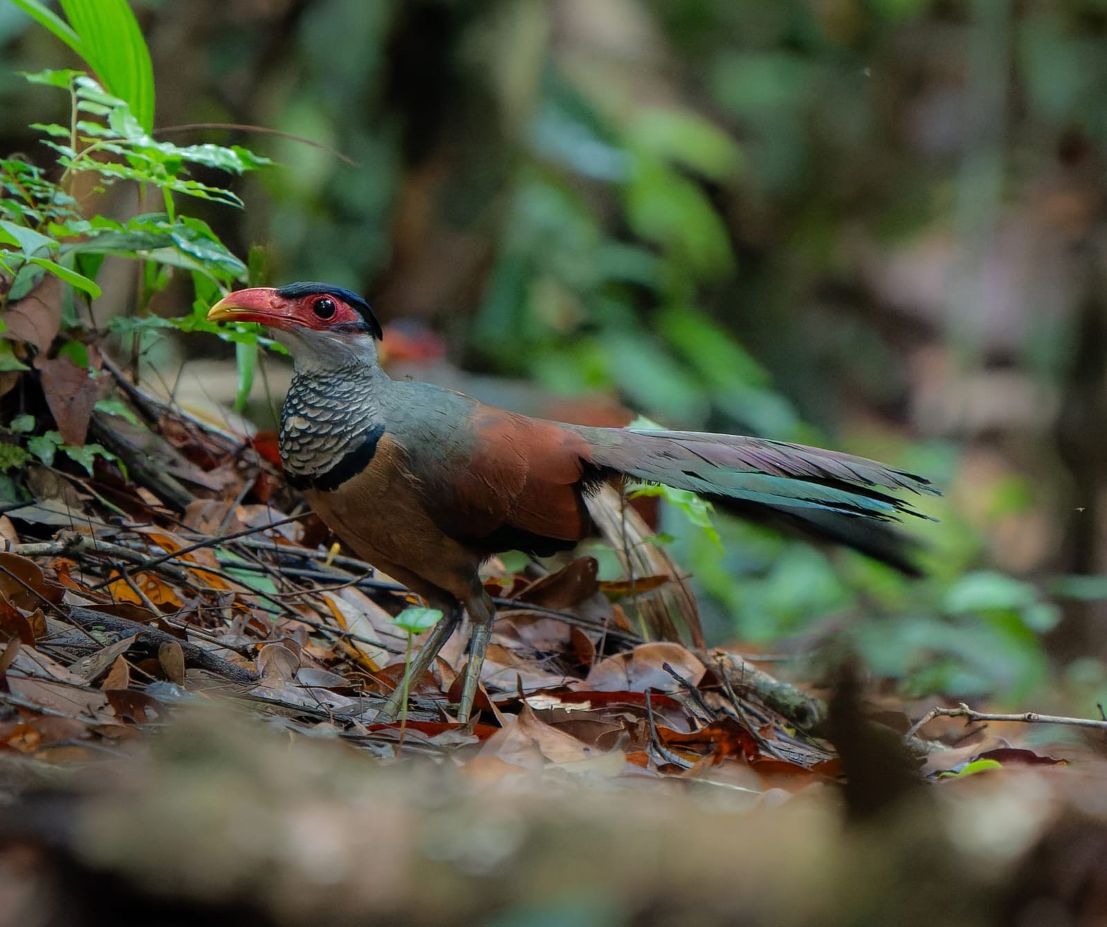 Biólogo encontra uma das aves mais raras do Brasil no oeste da Amazônia ...