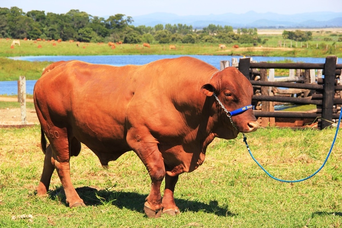 Senepol demonstra a força da raça durante a 80ª Expogrande | Expogrande ...
