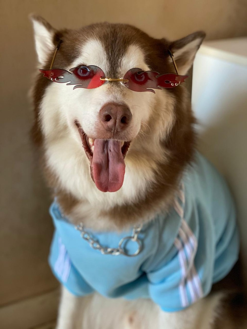 Meme Engracado De Cachorro Husky Era Meu Sonho...😅, #cachorro