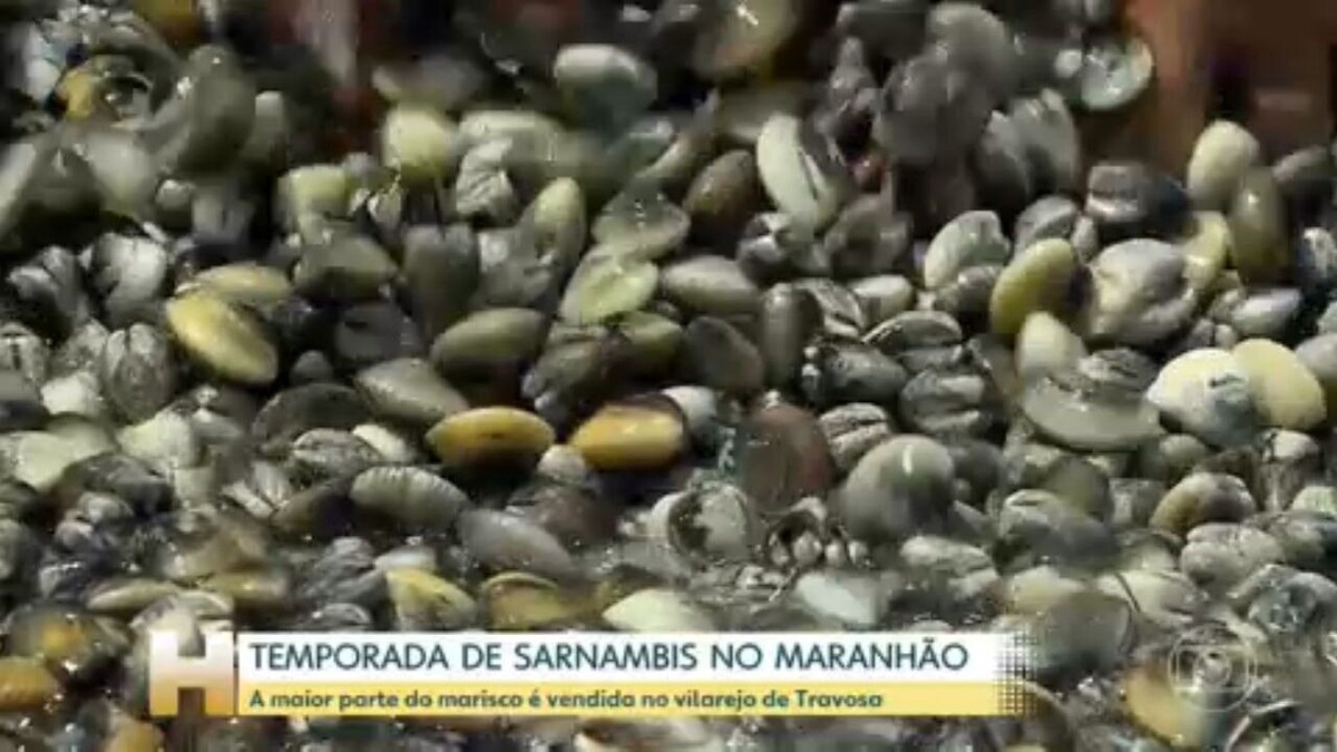 Marisqueiras estão animadas com a temporada de sarnambis e esperam ...