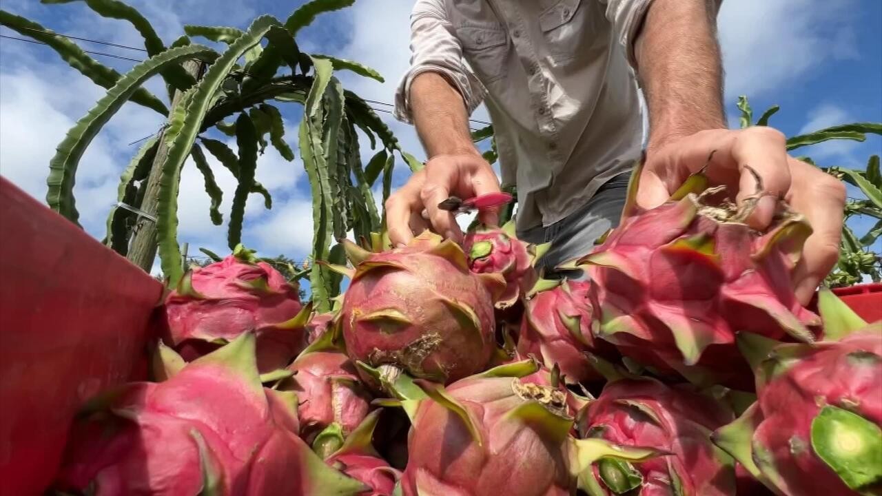 Pitaya é conhecida como fruta-do-dragão e está em época de colheita ...
