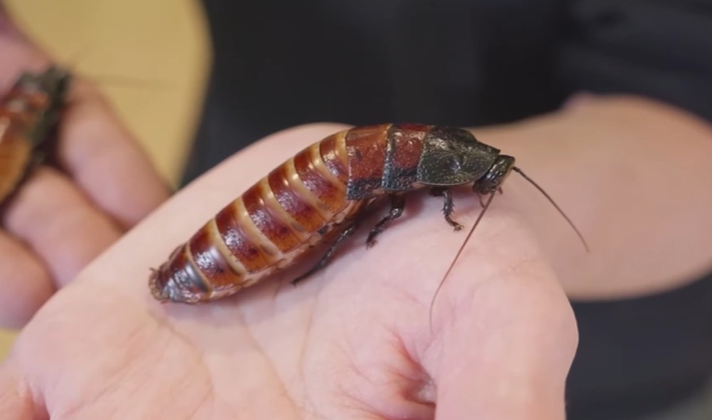 Cheiro de barata existe? Por que algumas pessoas sentem, e outras não ...