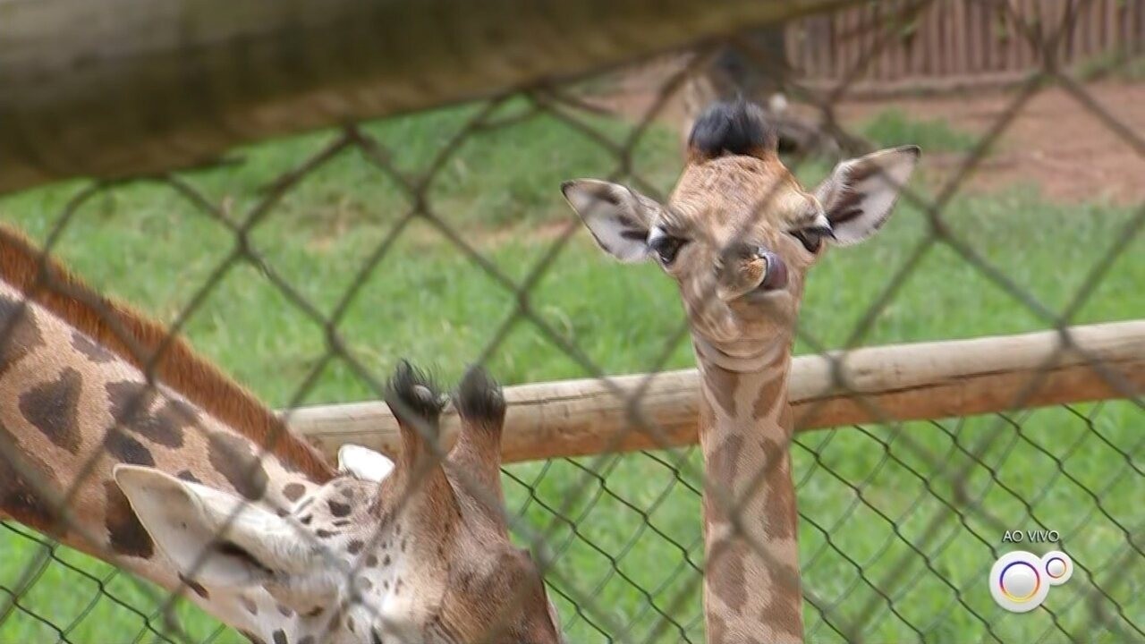 Girafa com três chifres? Única no Brasil, família de subespécie rara ...