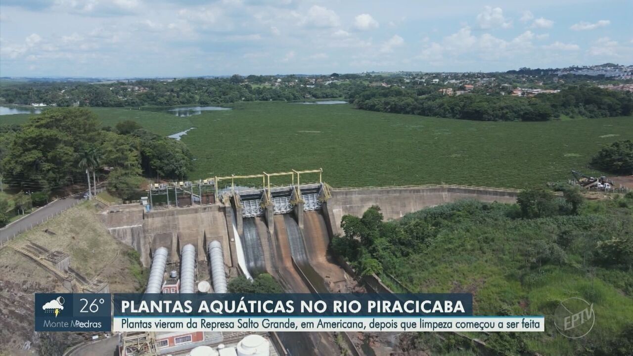 MP investiga concentração de plantas aquáticas no Rio Piracicaba após ...