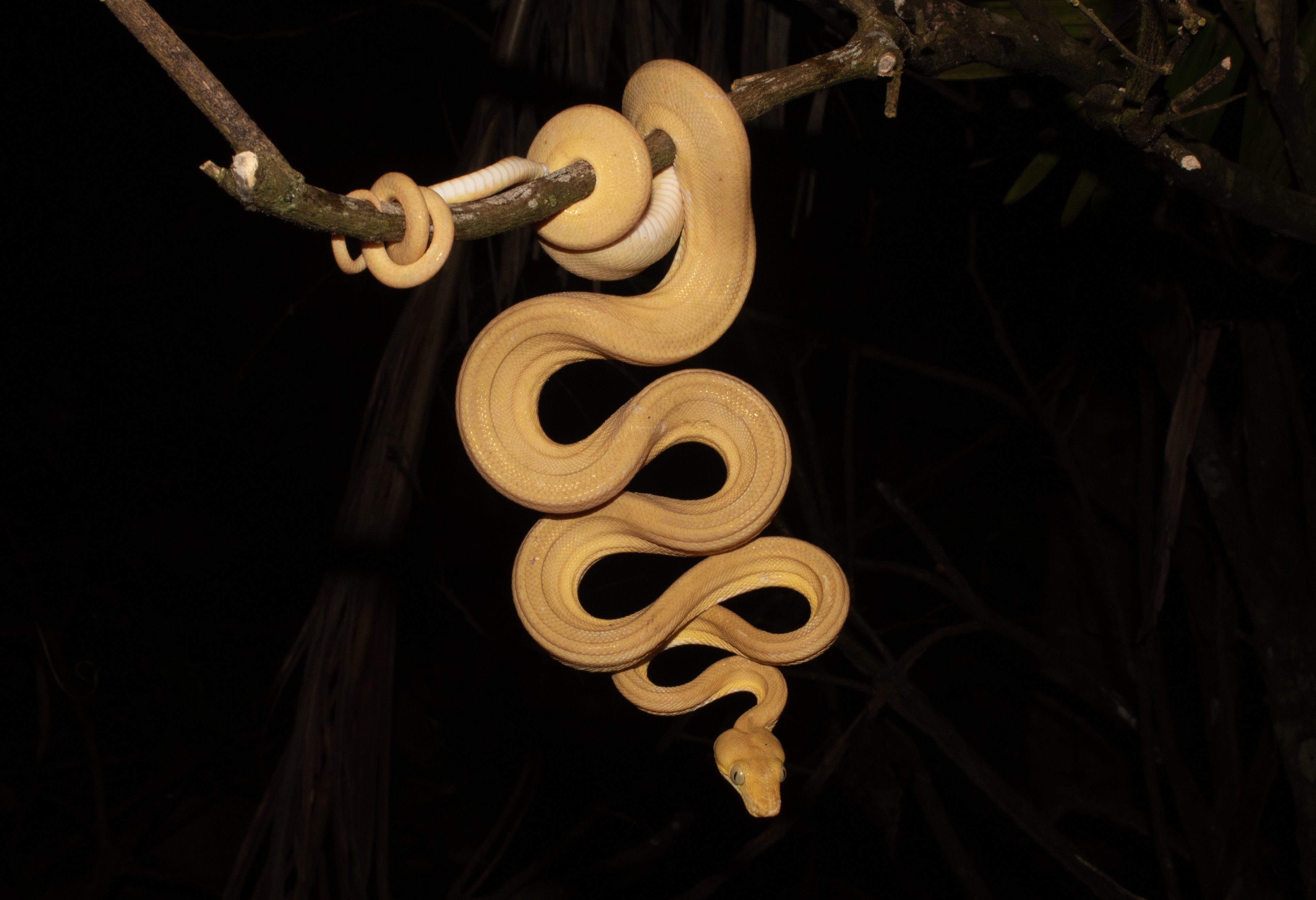 Cobra da Amazônia atravessou oceano e chegou ao Caribe em 'jangada ...