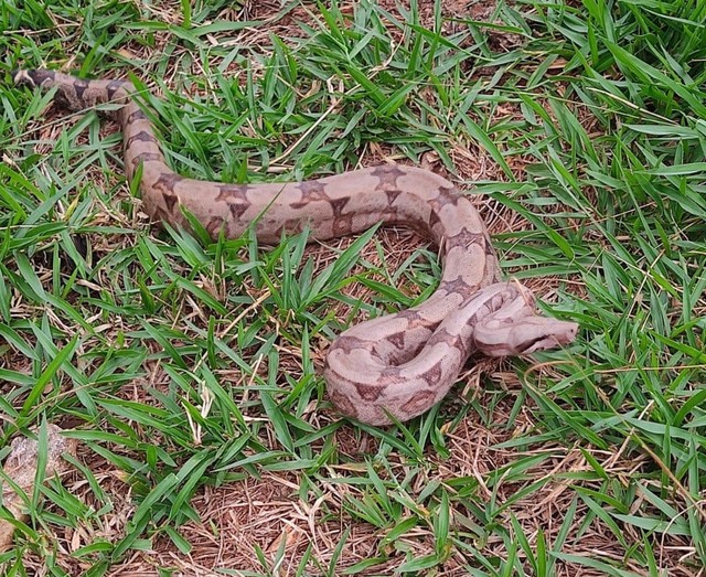 Usada em rituais de magia e nos porões de embarcações; conheça as ...