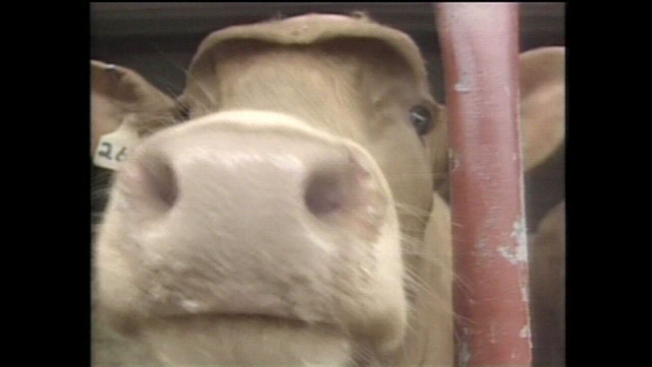 Vaca louca: relembre a doença que ficou conhecida nos anos 80 e 90 ...
