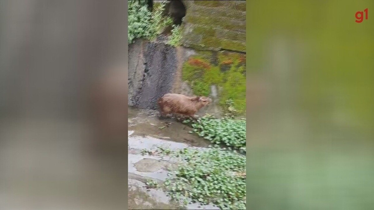 Capivara debilitada mobiliza Corpo de Bombeiros e é resgatada em canal ...