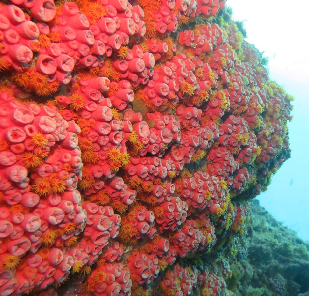 Martelo e talhadeira viram armas contra a invasão do coral-sol no ...