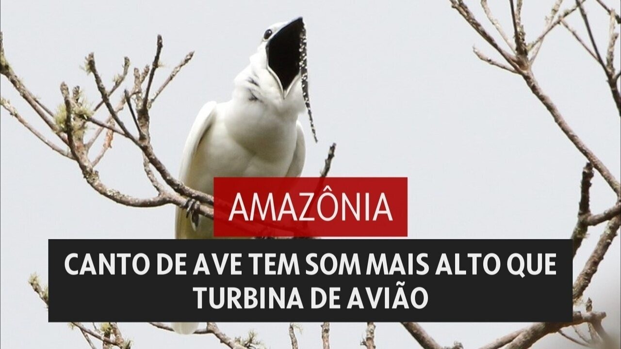 Conheça o canto da ave Araponga-da-Amazônia, mais alto que turbina de ...
