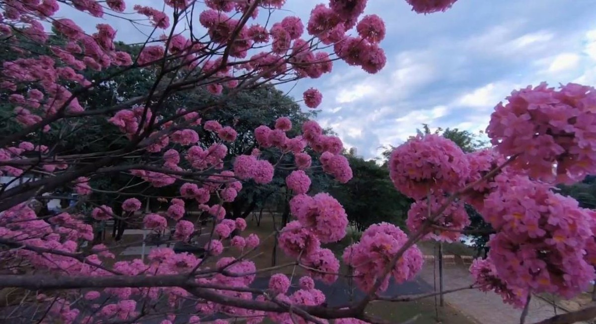 Que tal passear por dentro de um ipê? Tecnologia proporciona ...