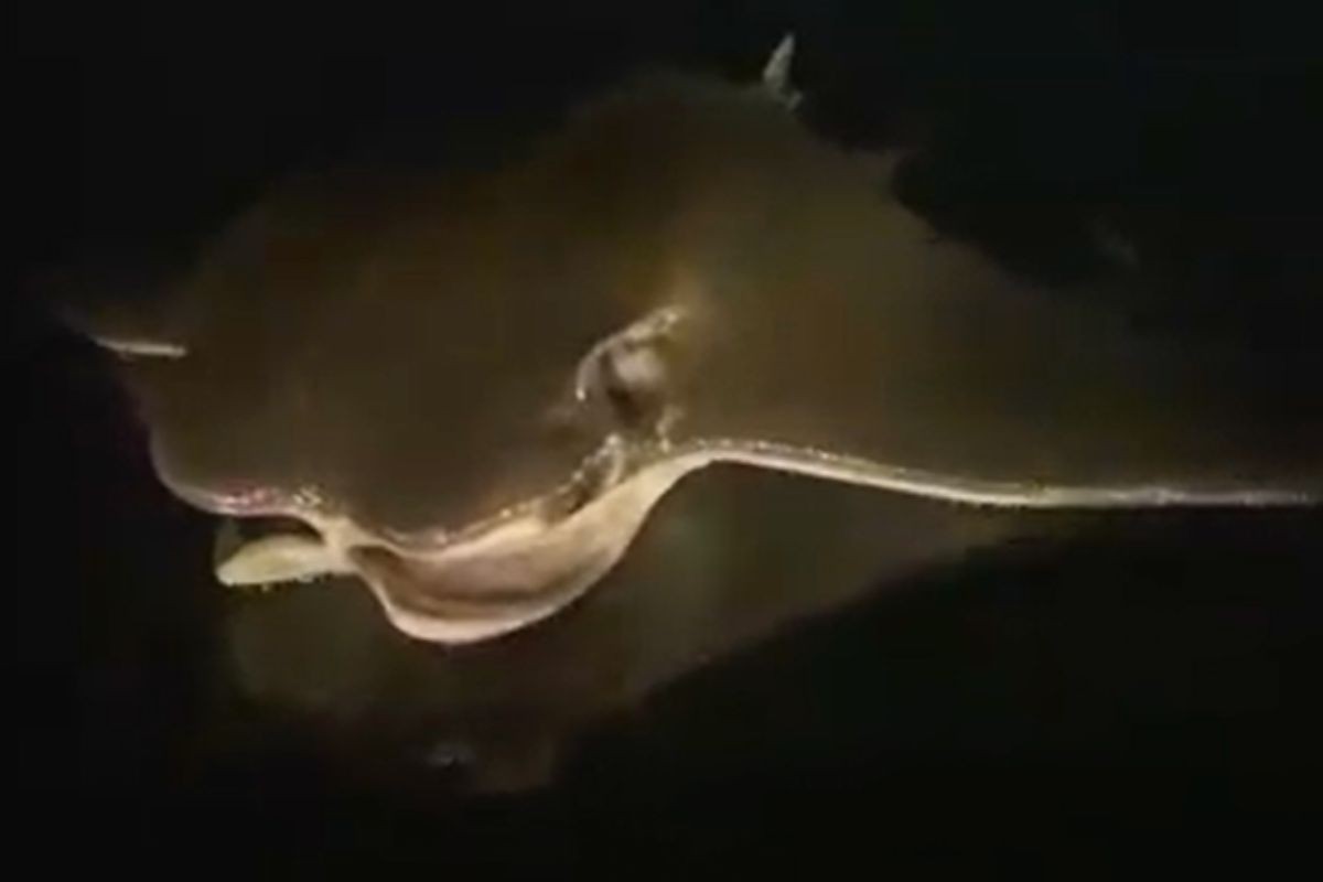 Raia em risco de extinção é encontrada encalhada no litoral de SP; VÍDEO