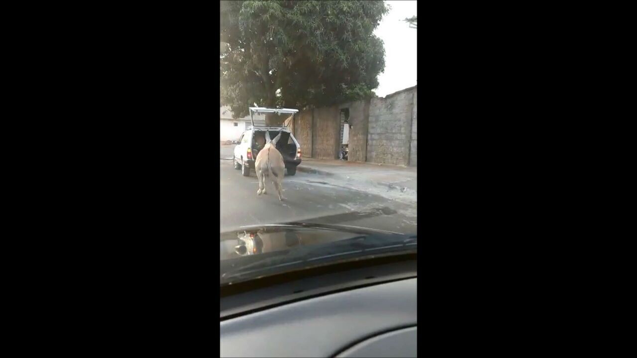 Burro flagrado sendo arrastado por carro tinha acabado de ser vendido ...