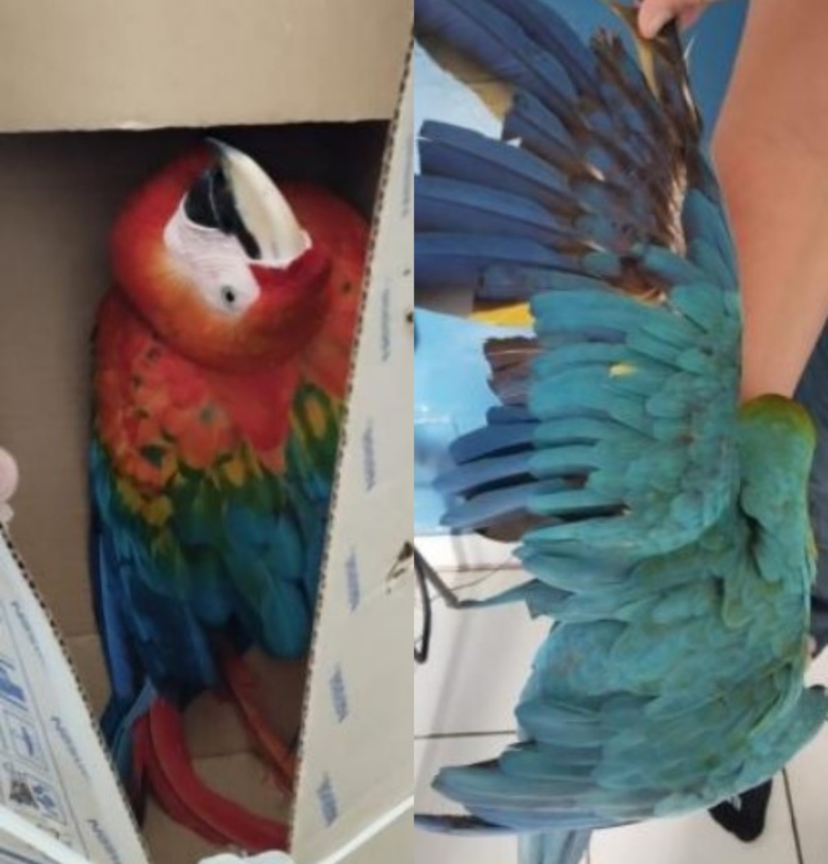 Arara-canindé e arara-vermelha com ferimentos nas asas são resgatadas ...