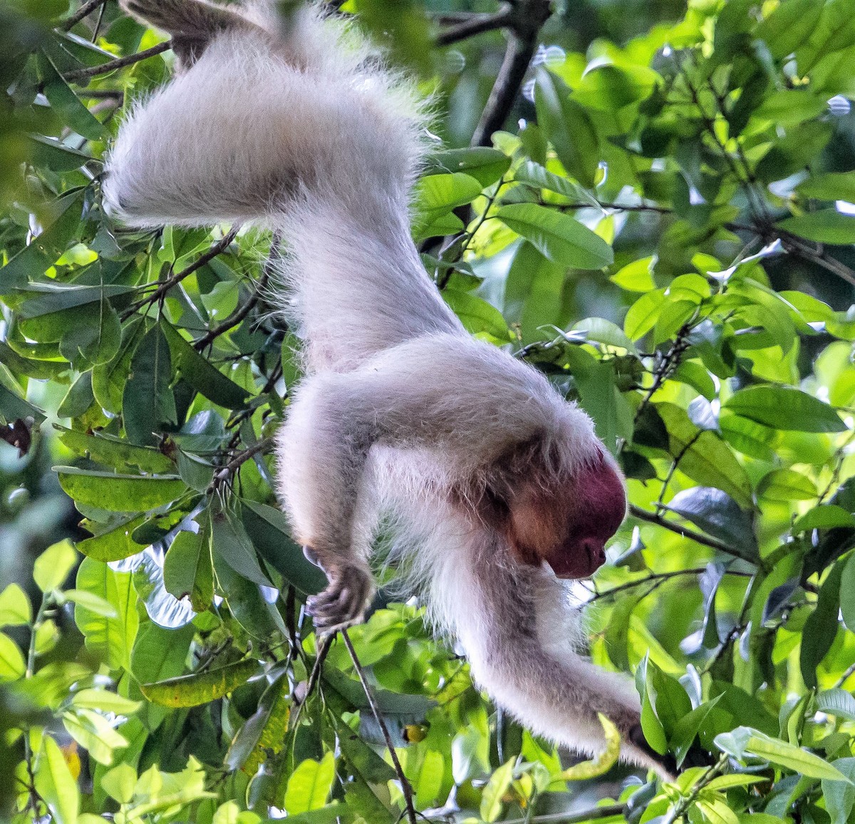 Nova espécie de macaco descoberta no Brasil só pode ser encontrada no ...