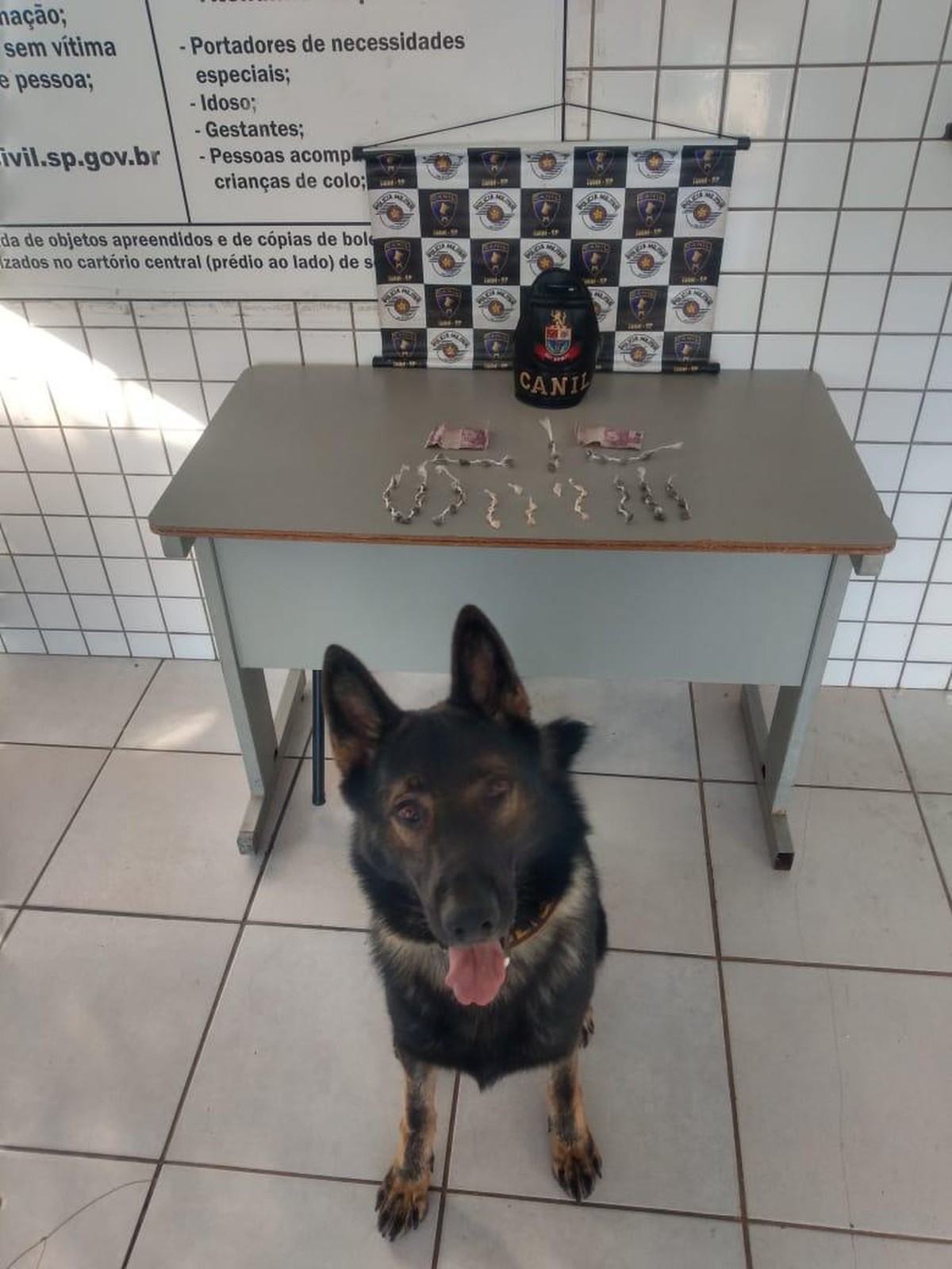 Com ajuda do canil, adolescente é apreendido com dezenas de porções de ...