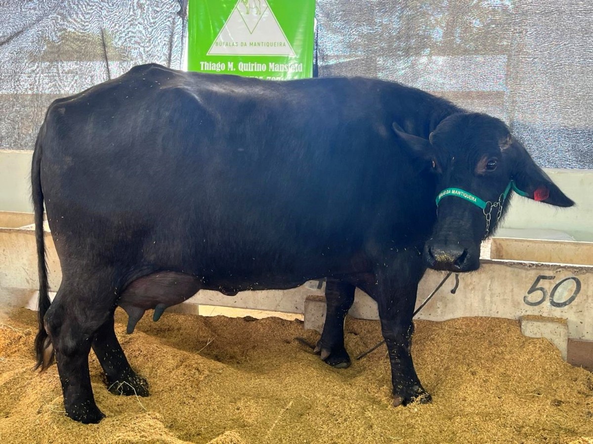 Torneio leiteiro registra quebra de recorde de bubalinos e um 'quase ...