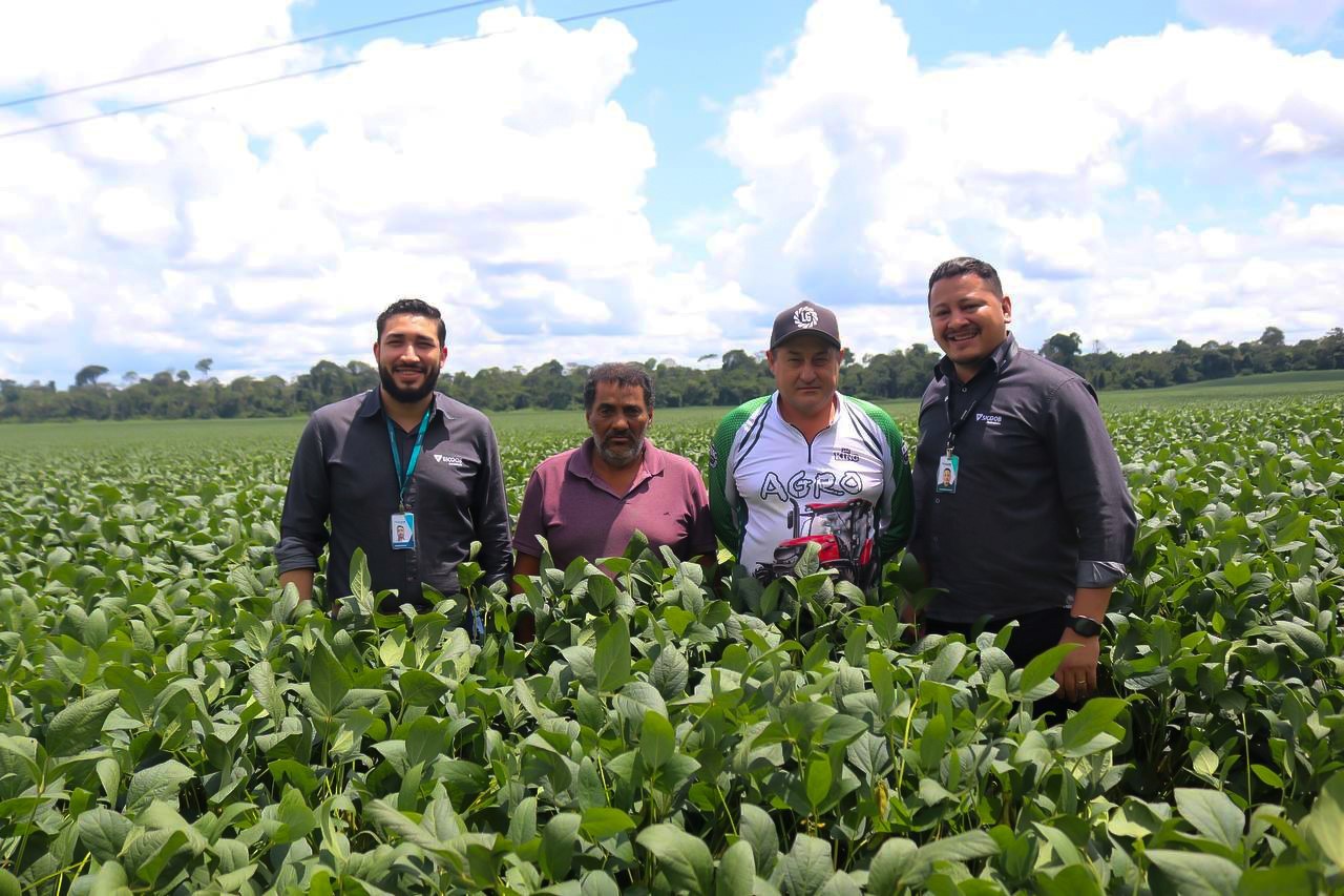 Do campo à cooperação: Sicoob Amazônia impulsiona produção rural em ...