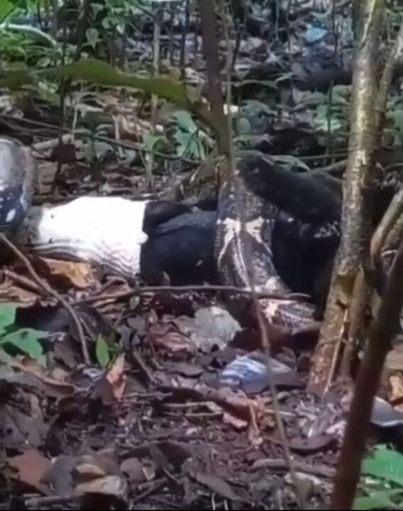 Vídeo mostra jiboia predando mamífero na Costa Rica; assista | Terra da ...