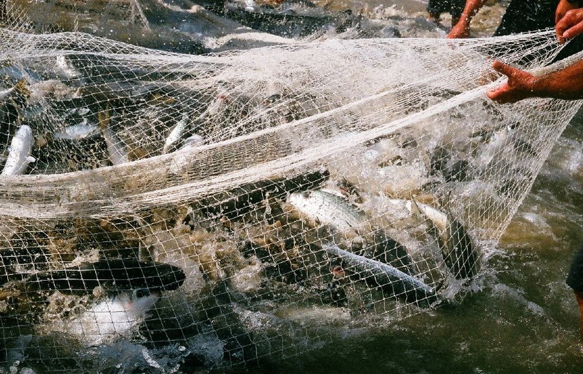 Quinta Geográfica debate pesca artesanal e os desafios para comunidades ...